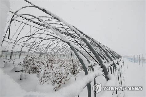 비닐하우스 뼈대 위로 쌓이는 눈 연합뉴스