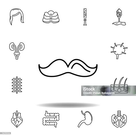 인간의 장기 큰 콧수염 윤곽 아이콘의 집합입니다 표지판 및 기호는 웹 로고 모바일 앱 Ui Ux에 사용할 수 있습니다 간 내부 기관에 대한 스톡 벡터 아트 및 기타 이미지