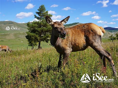 Өнөөдөр дэлхийн зэрлэг амьтан ургамлын өдөр тохиож байна Isee Mn