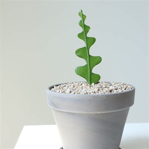 영플랜트 피쉬본 소형 키우기 화분 이태리 토분 유각공작 다육식물 위시버킷