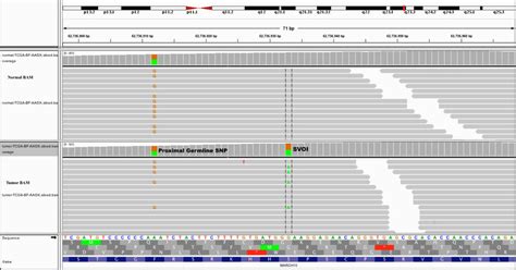 Example Of A Germline Snp Within The Proximity Of A Somatic Snv An