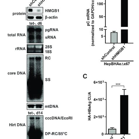 Hmgb1 Knockdown Rescues Cccdna Transcriptional Activity In The Absence