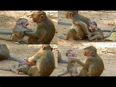 Pin On Baby Monkey
