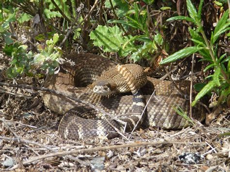 Rattlesnake Season Is Here Be Prepared