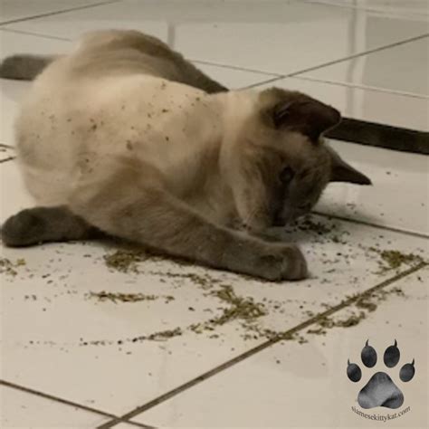Do Siamese Cats Like Catnip A Siamese Cat Guide