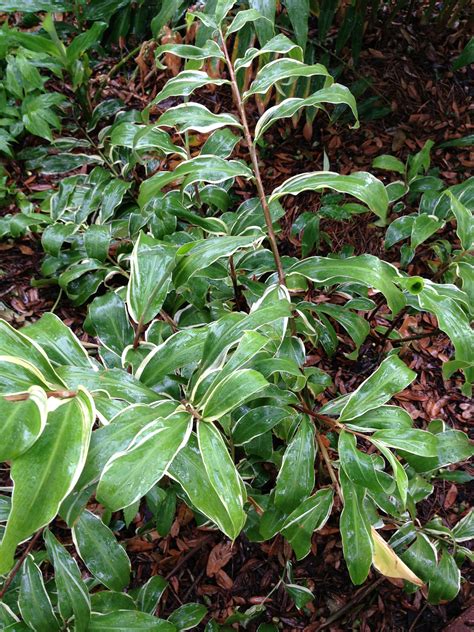 Zingiber Zerumbet Variegated Shampoo Ginger Darcyi Gingerwood Nursery