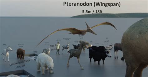 Animal Size Comparison Video Borninspace