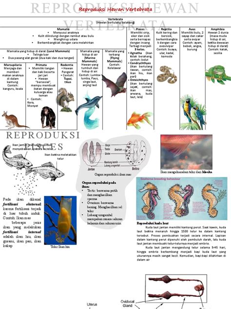 Reproduksi Hewan Vertebrata Pdf