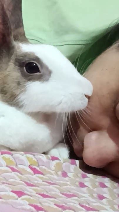 Rebbit Youtube