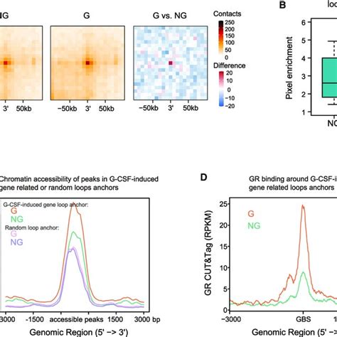 Increased Interaction Between The Promoter Of G Csf Induced Genes And