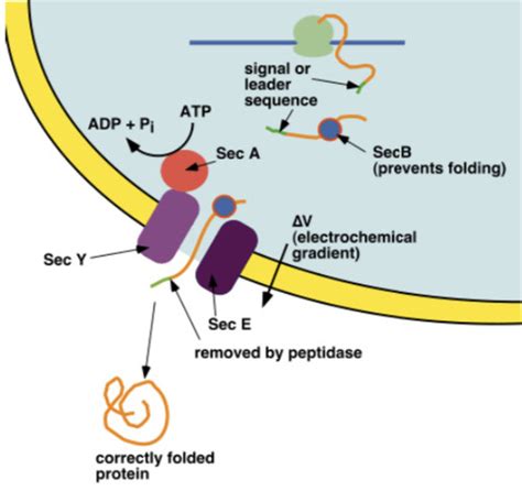 Protein Trafficking Flashcards Quizlet