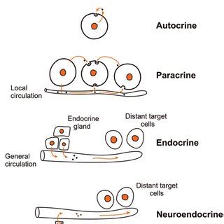 PDF Sex Steroid Imbalance In Females And Dry Eye