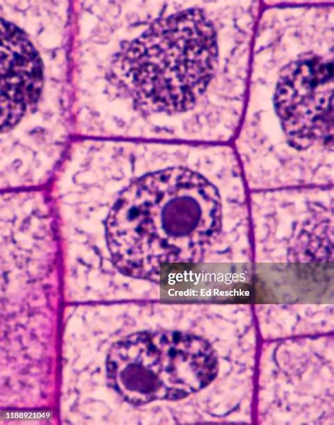 Mitosis Interphase Photos And Premium High Res Pictures Getty Images
