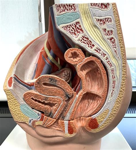 Female Reproduction System Diagram Quizlet