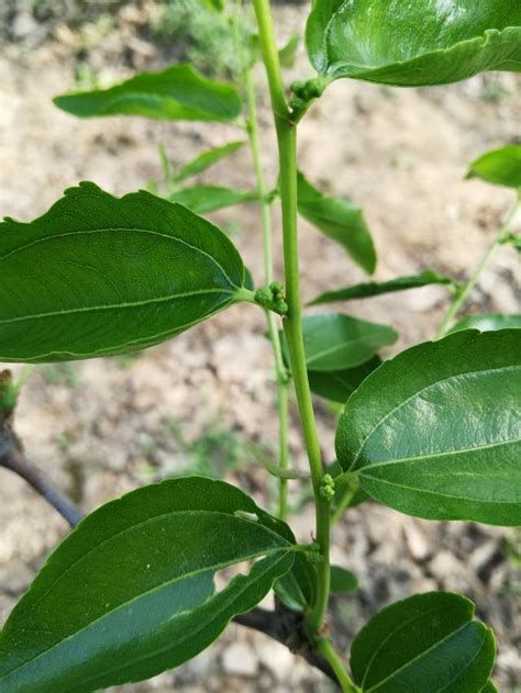 含苞待放的霑化冬棗 每日頭條