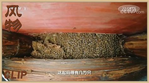 密密麻麻 上万只蜜蜂在这座叫“裕昌楼”的土楼四层楼板夹缝中《风物》【cctv纪录】 Youtube