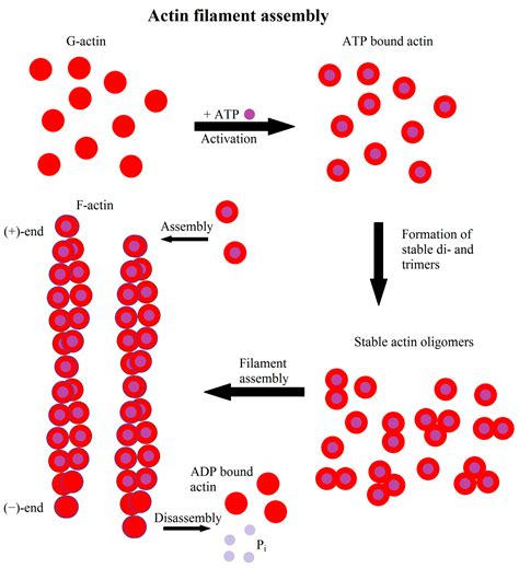 Actin Filaments In A Cell