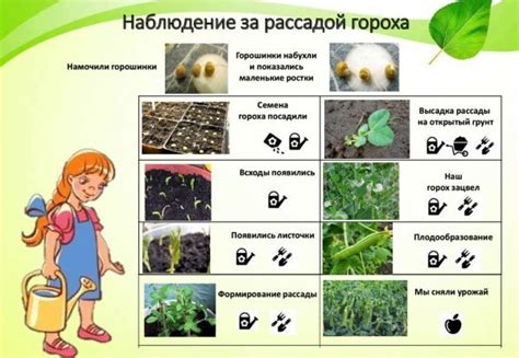 Картинка дневник наблюдений веселого огорода 42 фото