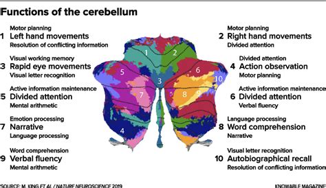 The Mysterious Multifaceted Cerebellum