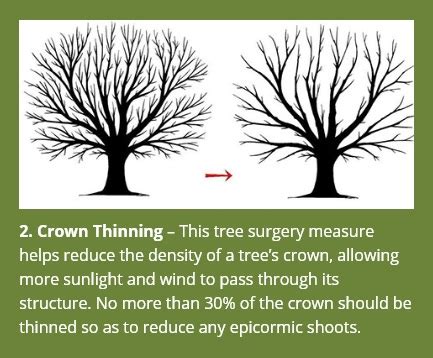 Tree Surgery Arbor Cura