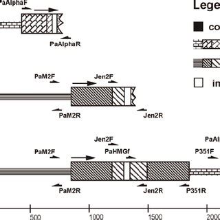 Diagrams Of Sequenced Mating Type Regions Short Arrows Indicate Download Scientific Diagram