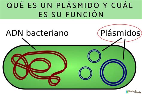 What Is A Plasmid And What Is Its Function Evidence Network