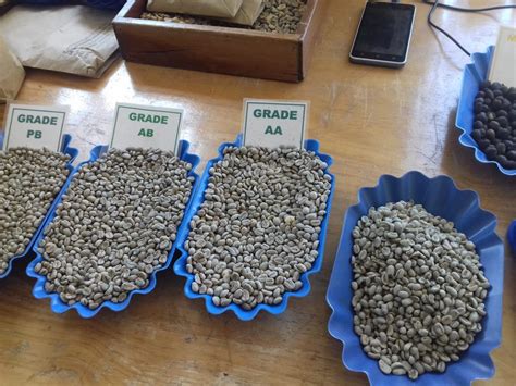 Simplifying Green Coffee Grading Perfect Daily Grind