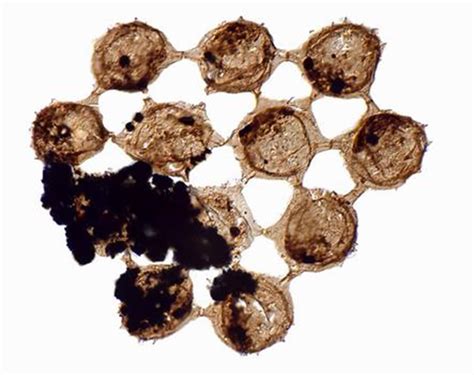 Strange Microfossils Shed Light On Ocean Life 500 Million Years Ago