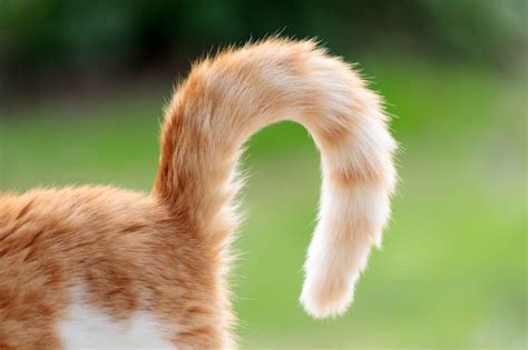 Why Does My Cats Tail Twitch 6 Vet Reviewed Reasons Catster