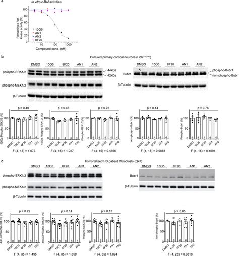 Potential Influence On C Raf And Ksp Pathways Following Treatment With Download Scientific