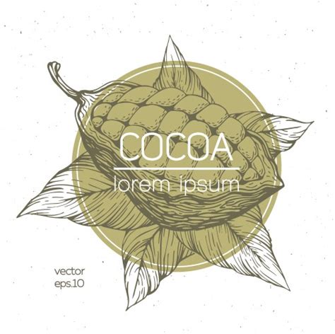Cocoa Bean Sketch Hand Drawn Royalty Free Vector Image