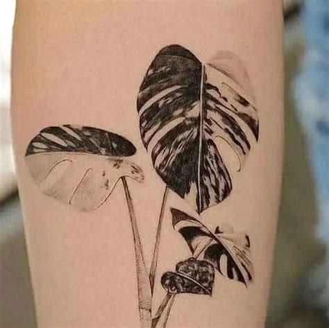 Monstera Monstera Aurea Monstera Fruit Monstera Albo On Instagram