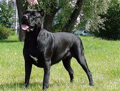 Пет кучета кане корсо убиха 39 годишен мъж в Софийско Информационна