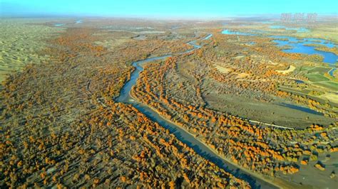 新疆尉犁：金秋胡杨惹人醉凤凰网视频凤凰网