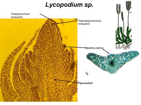 Отдел Lycopodiophyta - презентация онлайн