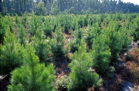 South Carolina Conservation Bank Land Owners