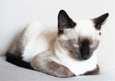 Common Siamese Cat Health Problems Vet Reviewed Issues Hepper