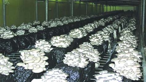 კალმახა სოკოს მოყვანის ტექნოლოგია Agronews Ge