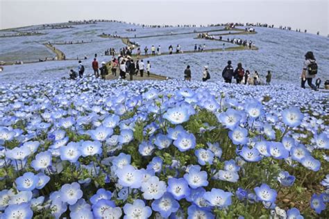 ネモフィラ満開、水色に染まる丘 ひたち海浜公園、530万本 ｜ 共同通信