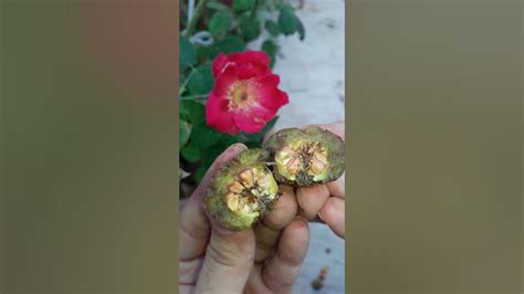 How To Get Rose Seeds How To Collect Seeds From Rose Plant🌺 Youtube