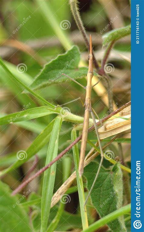 Stick Bug In A Field Stock Image Image Of Green Field 211716143