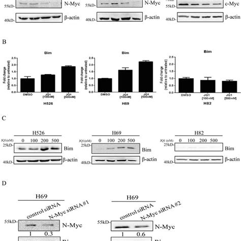 A Protein Expression Of C Myc And N Myc In A Panel Of Sclc Cell Lines
