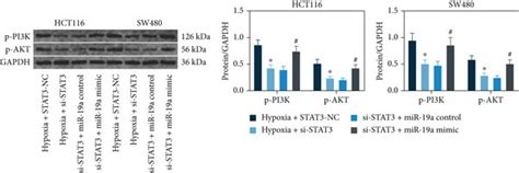 Mir 19a Mediates The Pi3k Akt Signaling Pathway In The Hypoxia Exposed Download Scientific