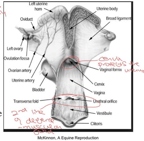 Equine Repro Flashcards Quizlet