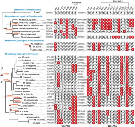 Extensive Natural Variation In Bacterial Ribosomal Drug Binding Sites Cell Reports