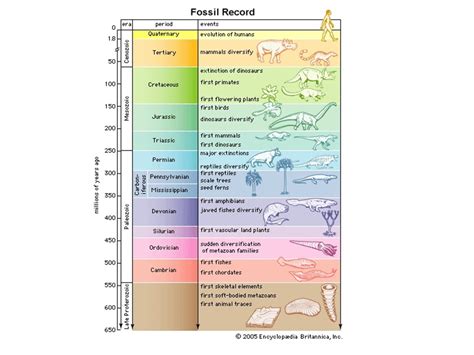 How Do Fossils Change Evolution At John Mallery Blog