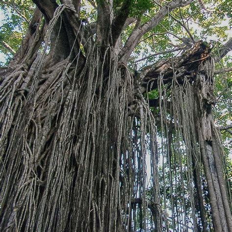 Strangler Fig