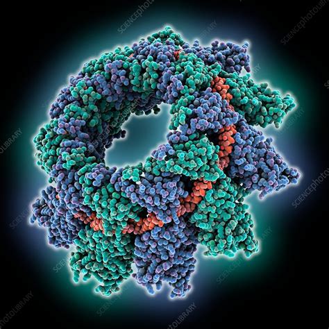 Respiratory Syncytial Virus Nucleocapsid Stock Image C0355731