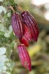 Growing Cocoa Pods Free Stock Photo Public Domain Pictures