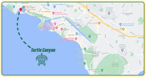 How Is Sex Of A Sea Turtle Determined Turtle Snorkeling Oahu ~ Turtles And You